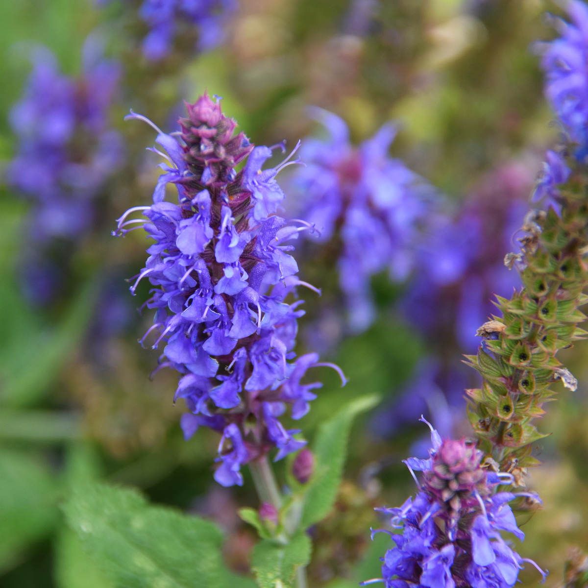 Hysope ; une herbe aromatique et médicinale