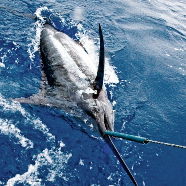 Atipa, un poisson préhistorique guyanais