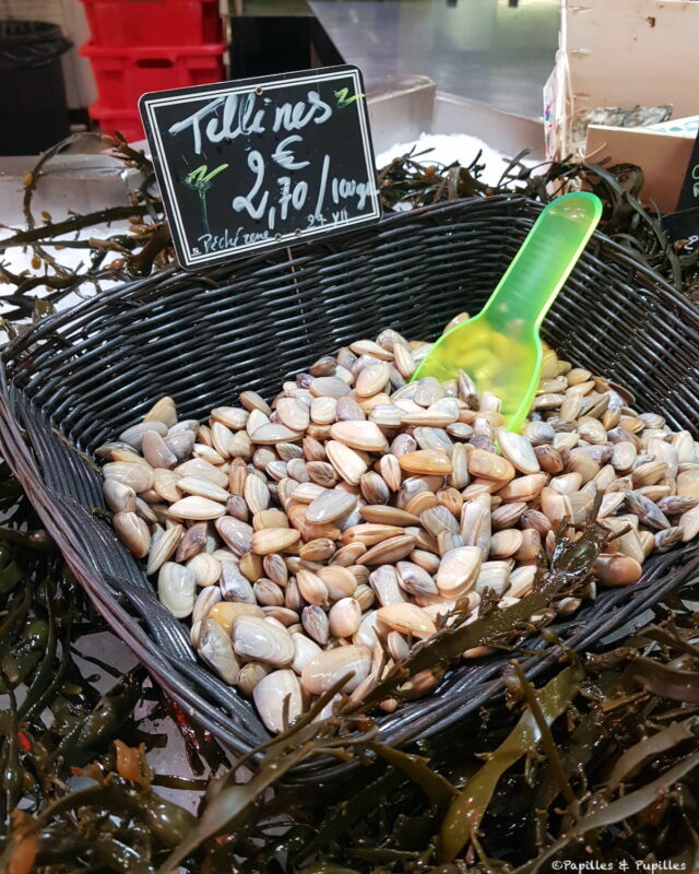Telline, un coquillage à la chair savoureuse
