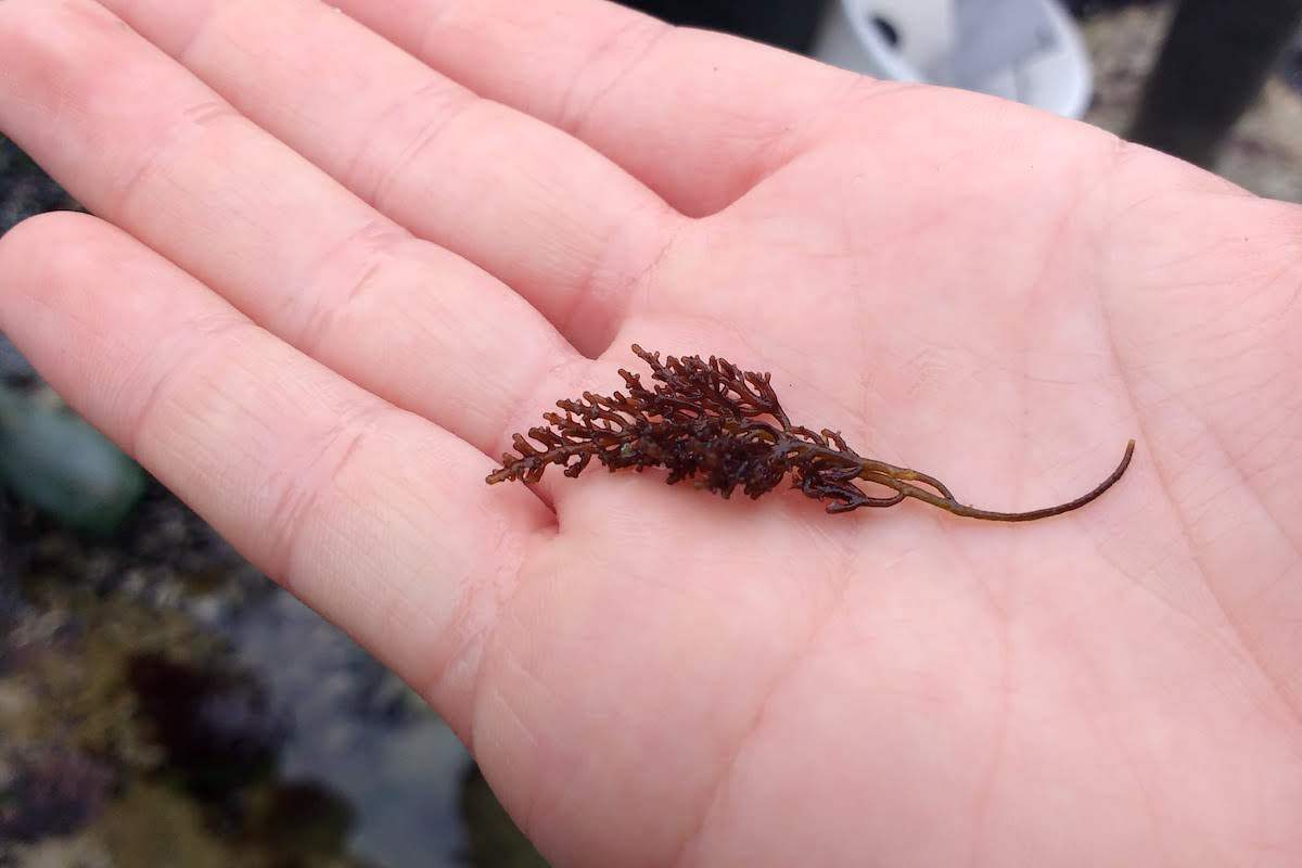 Osmundea pinnatifida, l’algue poivrée au goût de truffe