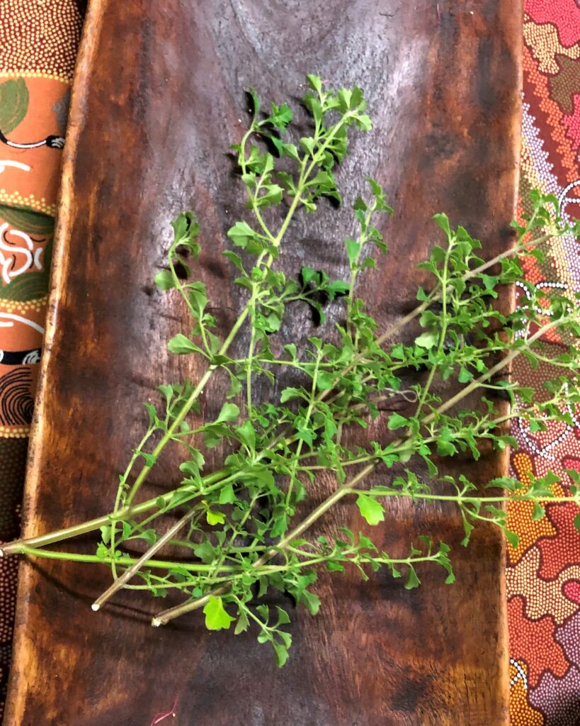 Thym natif australien - Prostanthera incisa