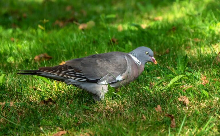 Palombe, le pigeon ramier : un oiseau migrateur