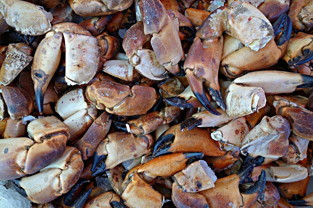 Comment cuire des pinces de tourteaux et idée recette