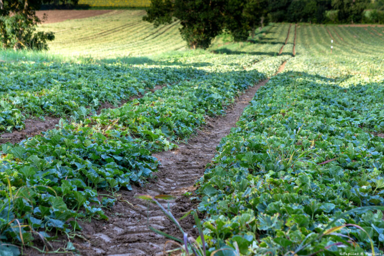 Melon du Quercy IGP : visite chez un producteur