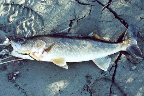 Poisson doré jaune : un poisson très apprécié des gourmets