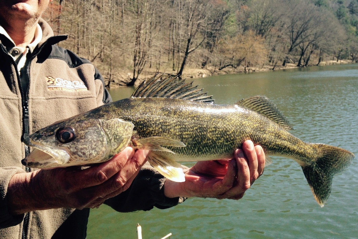 Poisson doré jaune : un poisson très apprécié des gourmets
