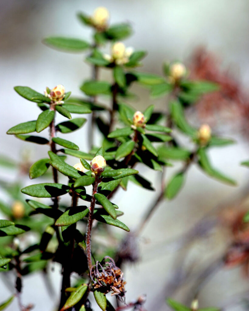 Thé du Labrador : plante boréale du Québec