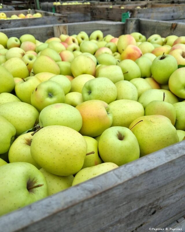 Reportage dans les vergers de la pomme du Limousin AOP