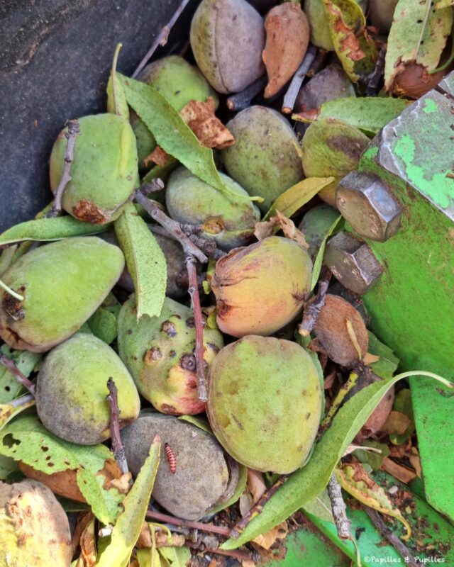 La récolte des amandes dans la région de Murcie, Espagne