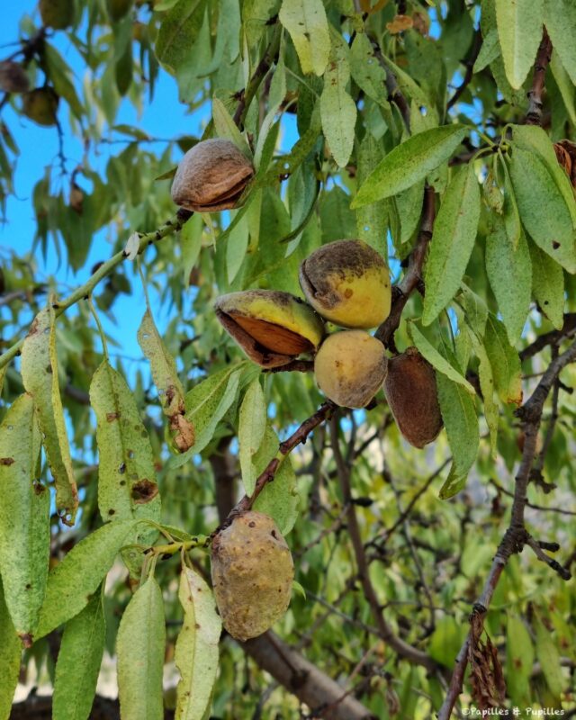 La récolte des amandes dans la région de Murcie, Espagne