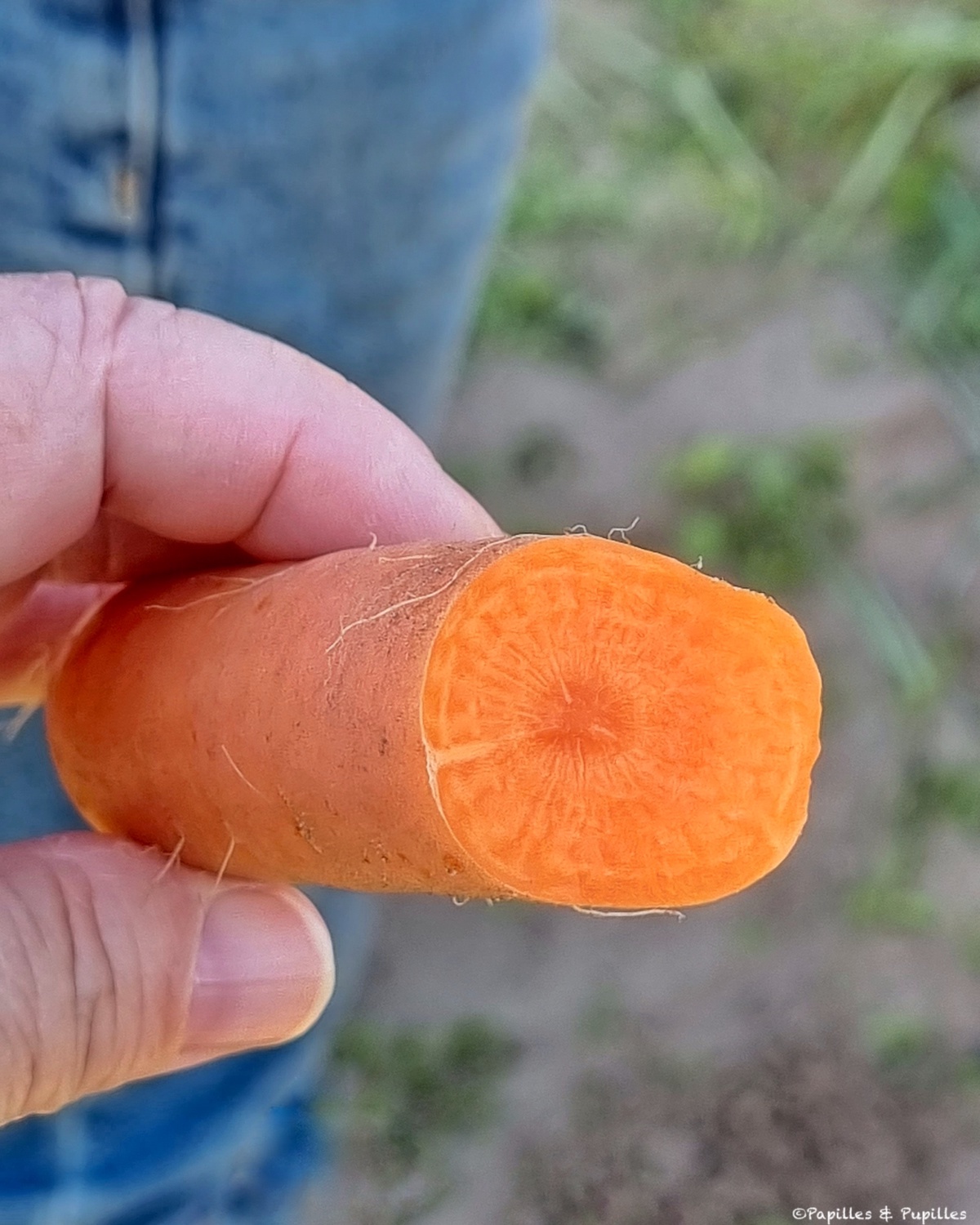 A la découverte des carottes des sables Label Rouge