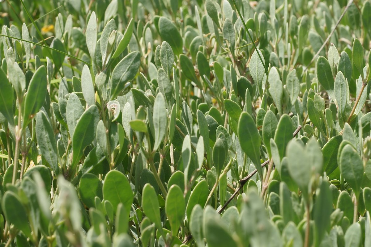 Obione, une plante aromatique du bord de mer
