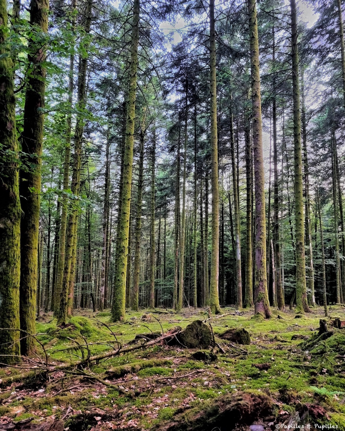 Plombières, Remiremont, Val d’Ajol : une destination nature