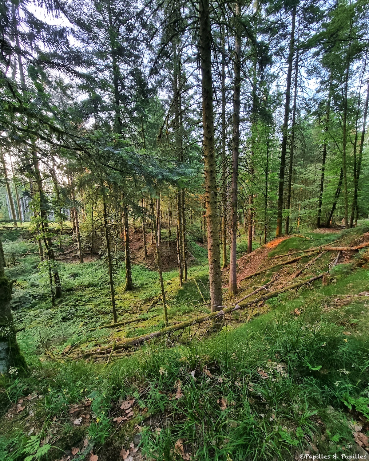 Plombières, Remiremont, Val d’Ajol : une destination nature