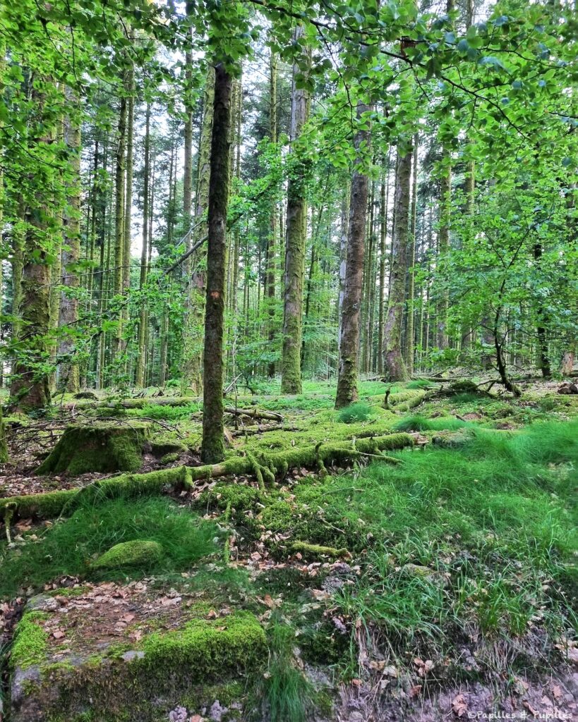 Plombières, Remiremont, Val d’Ajol : une destination nature
