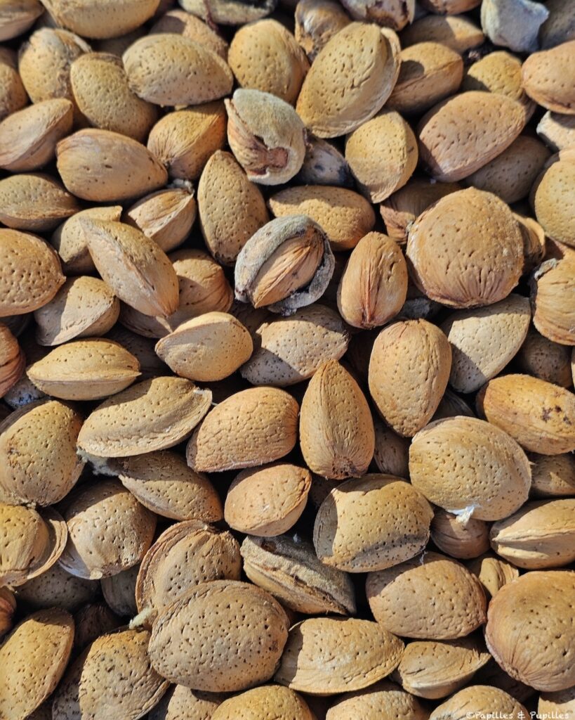 Recettes avec des amandes : idées gourmandes et astuces