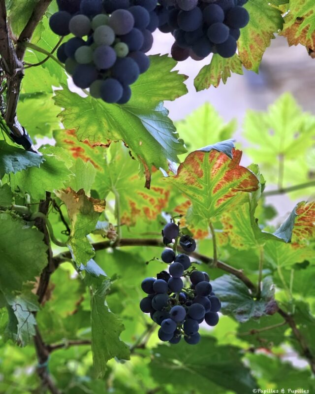Que faire à Olite en Navarre : patrimoine et gastronomie