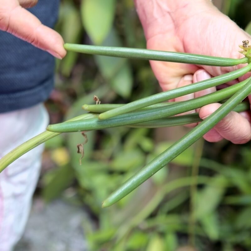 Vanille bleue de La Réunion : visite à l’Escale Bleue