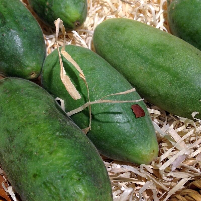 Pacay : un fruit exotique originaire d'Amérique du sud