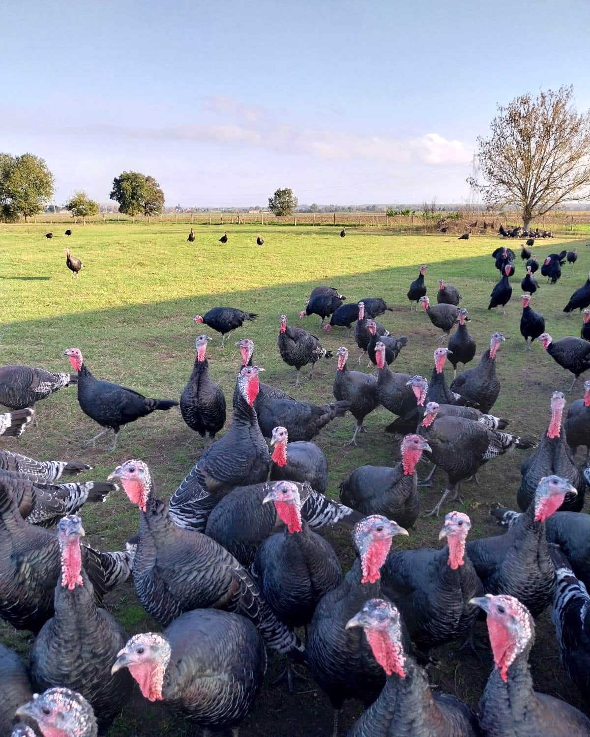Savoureuse de Jaligny : dinde fermière d’exception