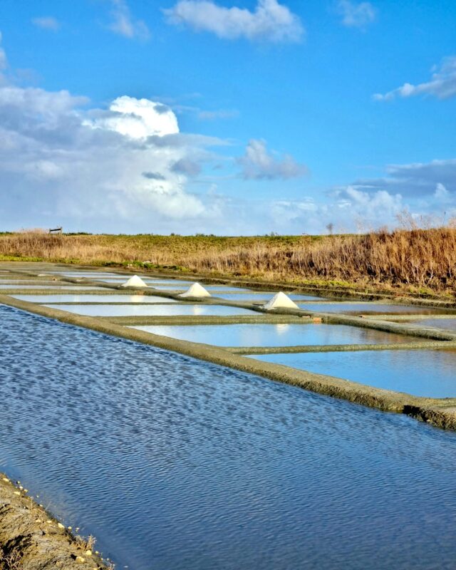 Marais salants de l’Île de Ré : entre nature et tradition