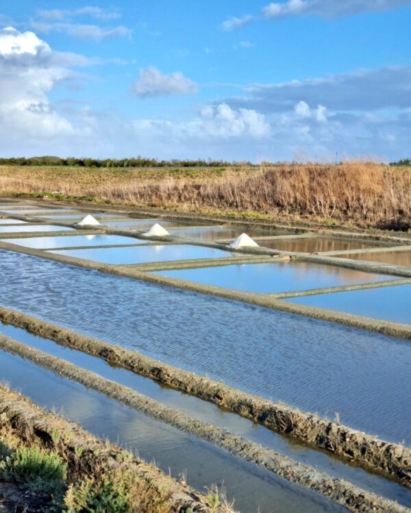 Marais salants de l’Île de Ré : entre nature et tradition